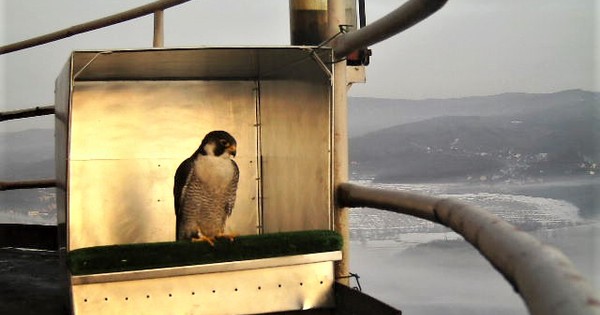 Všechny sokolí páry jsou již na svých místech, ledvický možná bude mít ...