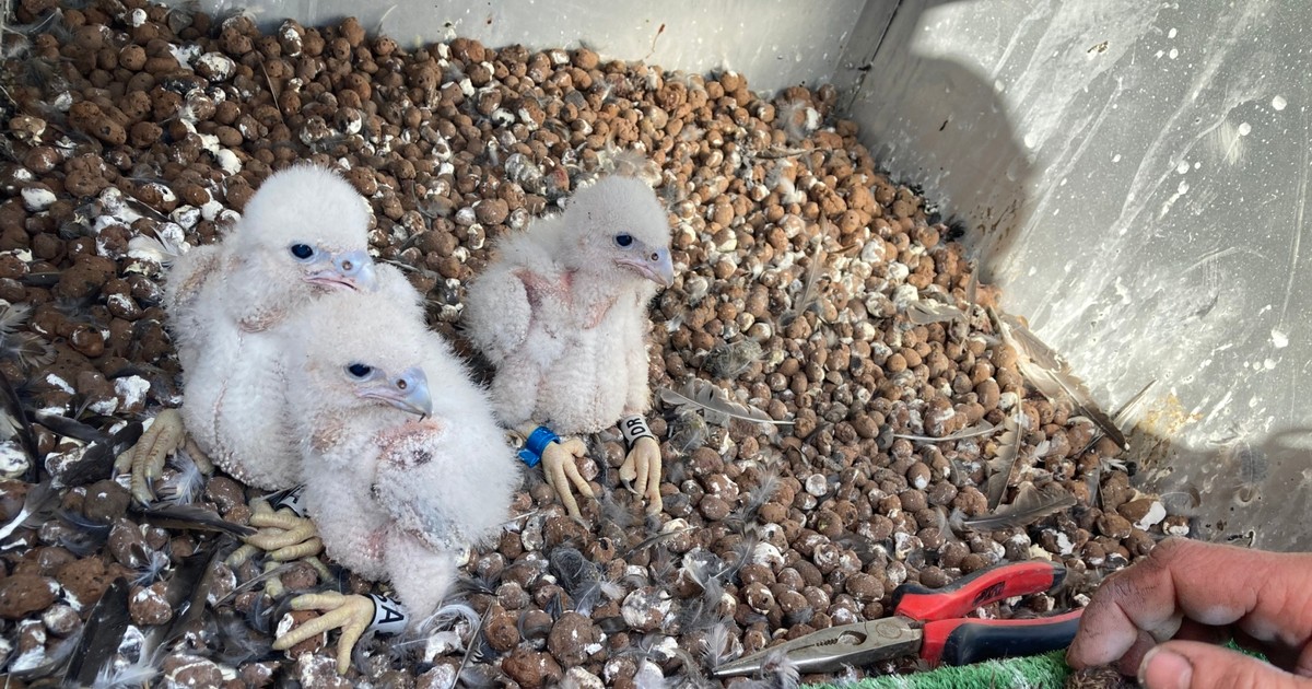 V Temelíně se narodila sokolí mláďata | Skupina ČEZ - O Společnosti